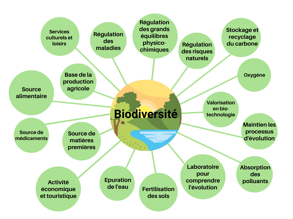 2021 sera l'année de la biodiversité ! - Connexion Nature